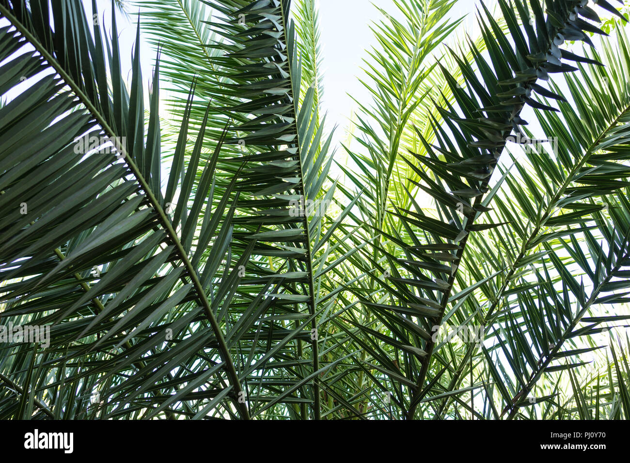 leaf of phoenix dactylifera palm tree from north africa design Stock ...