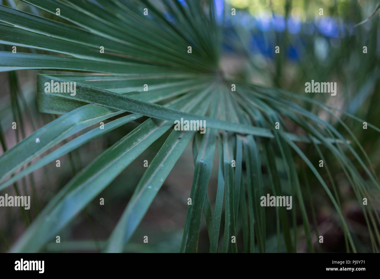 yucca gloriosa palm leaf design structure from south east usa and ...