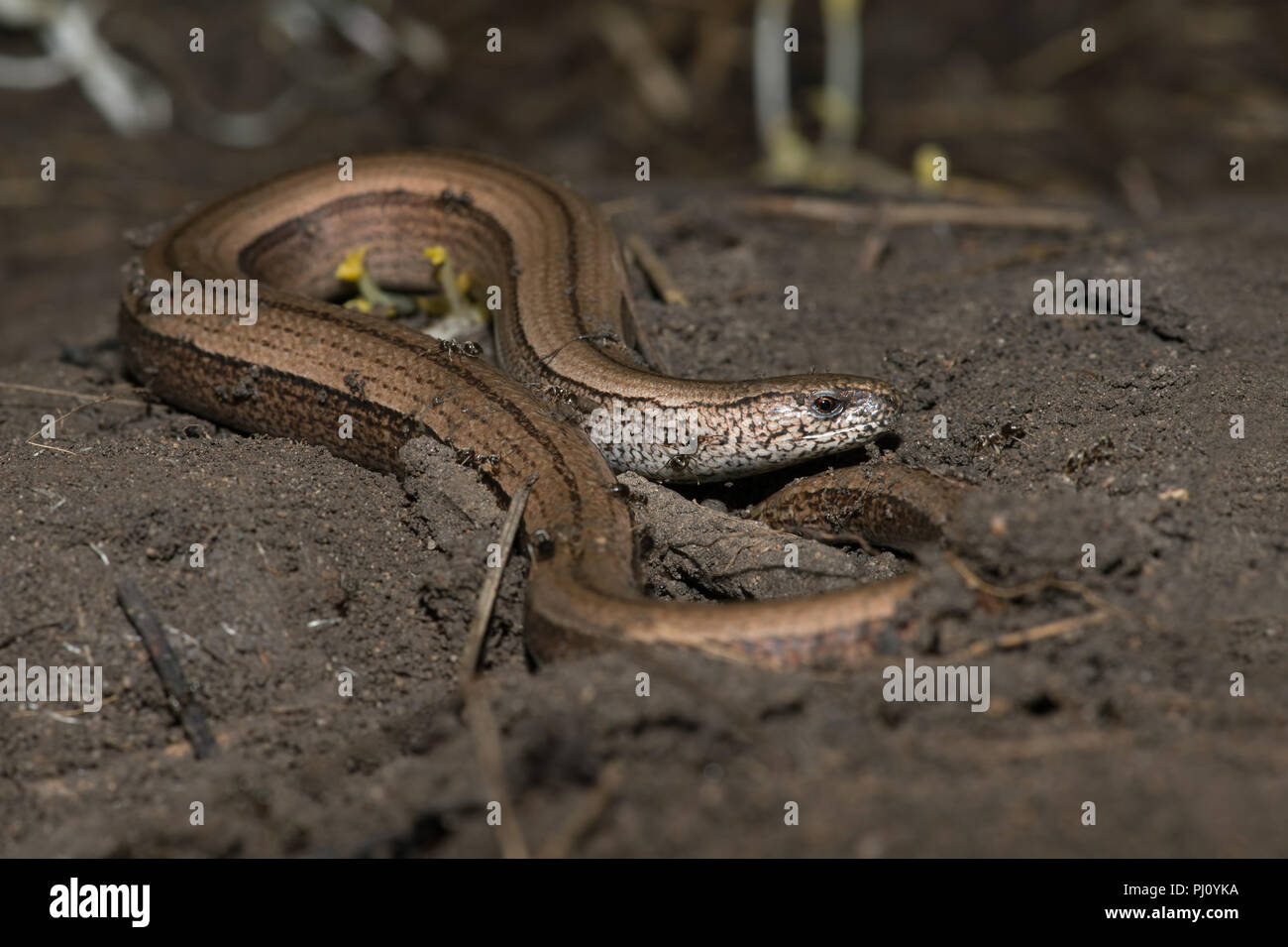Slow Worm (Anguis fragilis Stock Photo - Alamy