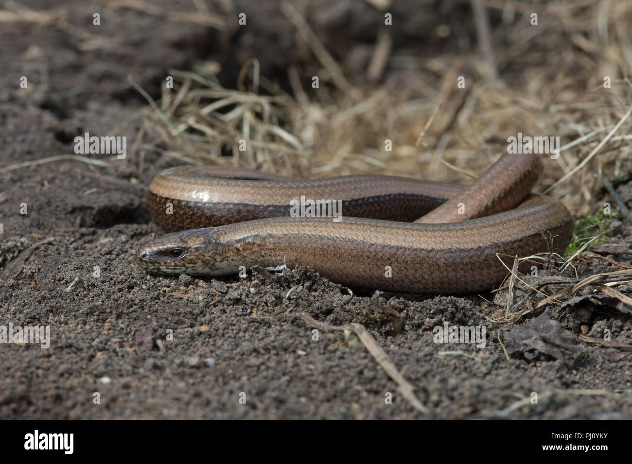 Slow Worm (Anguis fragilis Stock Photo - Alamy