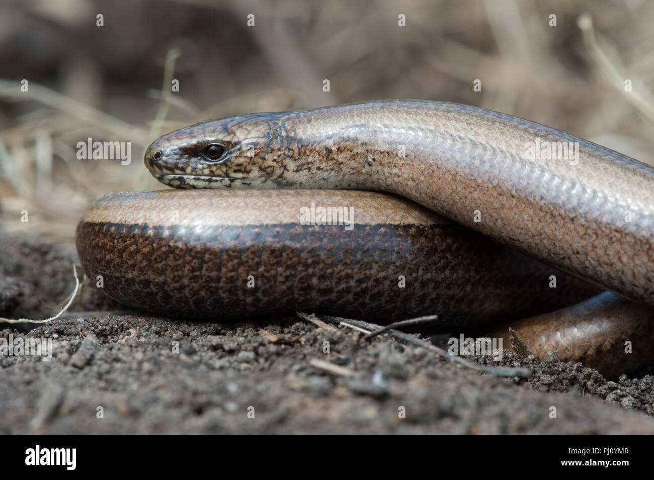 Slow Worm (Anguis fragilis Stock Photo - Alamy