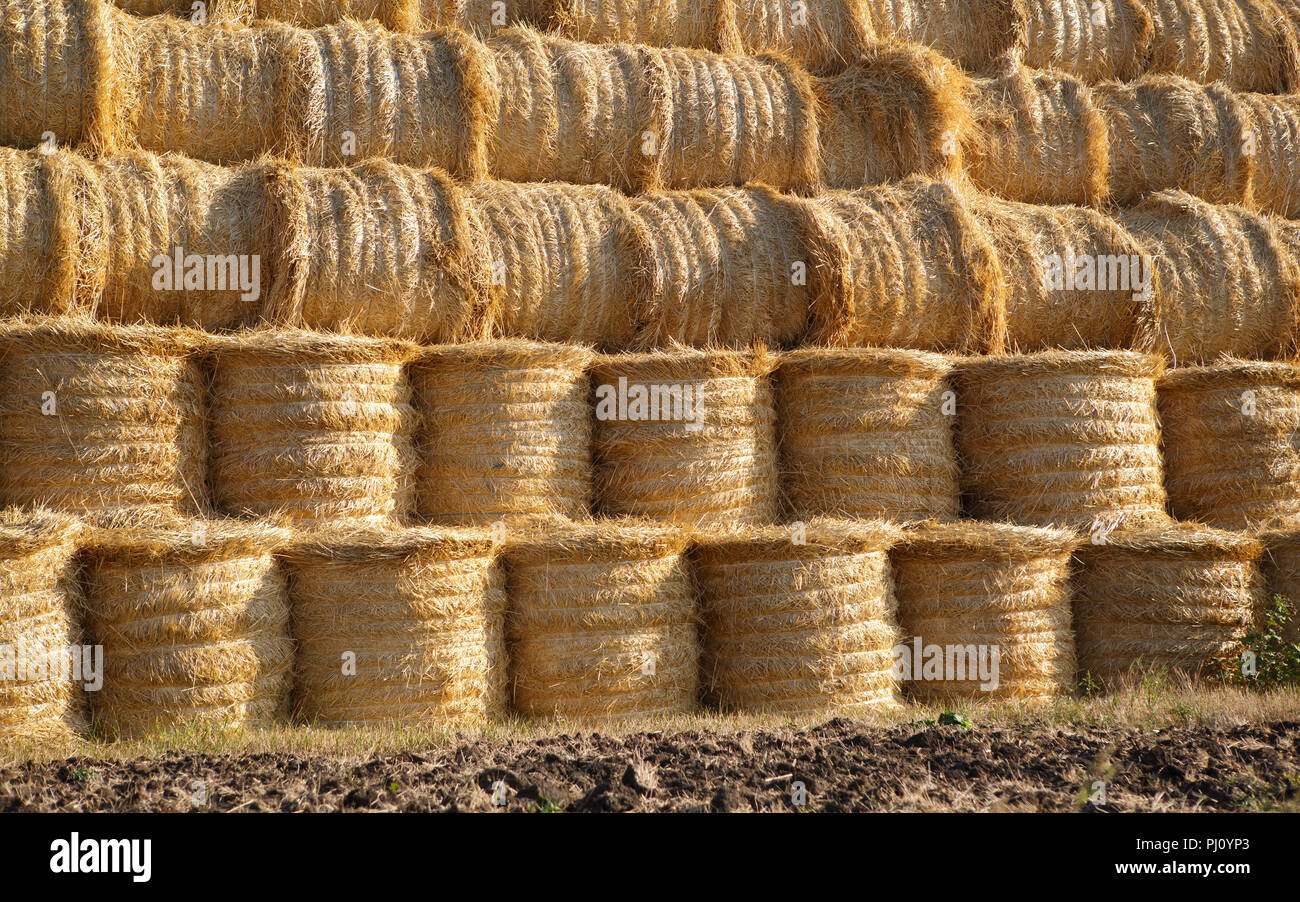 Haystack in agricultural field under the blue sky. Autumn harvest on ...
