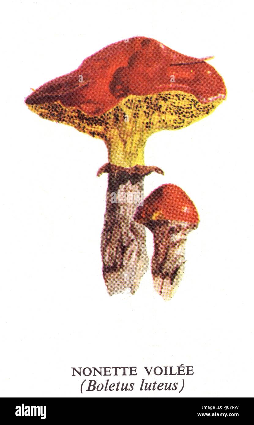 Nom scientifique suillus luteus hi-res stock photography and images - Alamy
