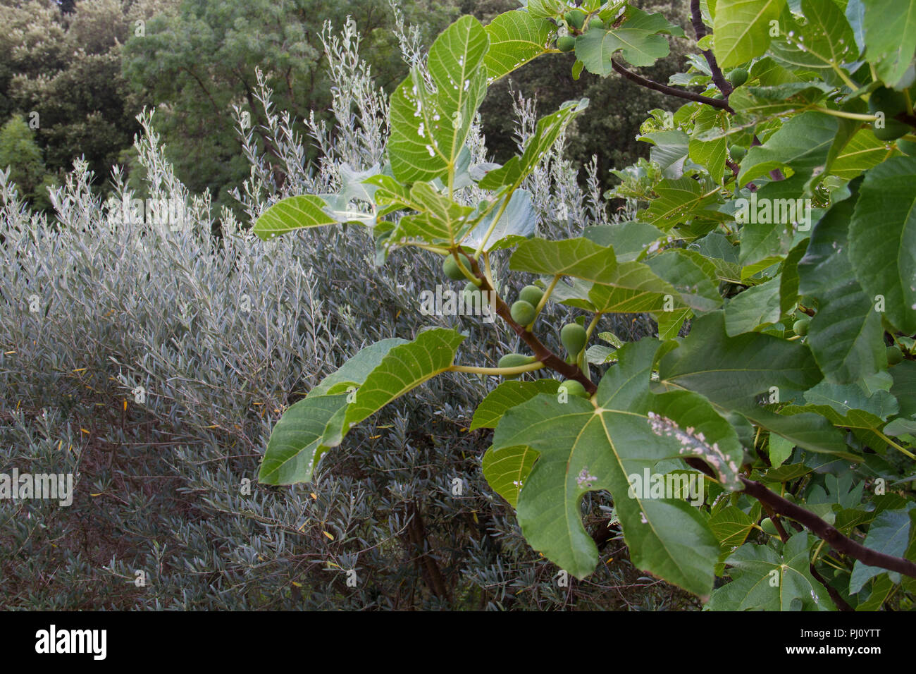 Common fig tree hi-res stock photography and images - Alamy