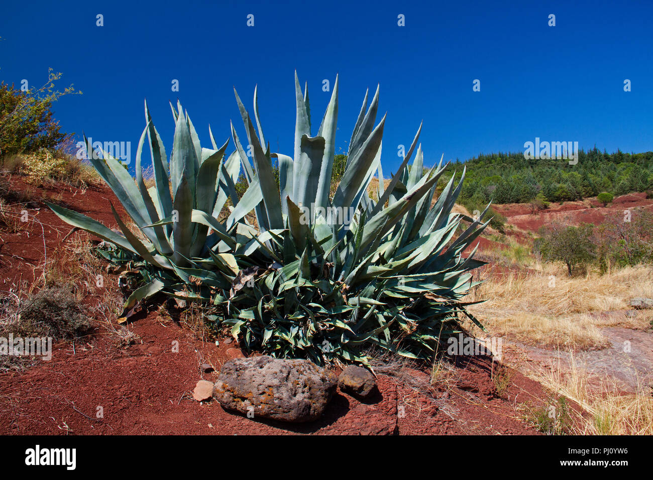 Red agave hi-res stock photography and images - Alamy