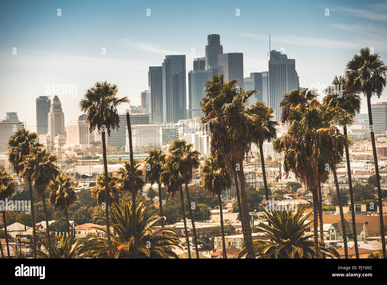 Los Angeles Skyline Palm Trees