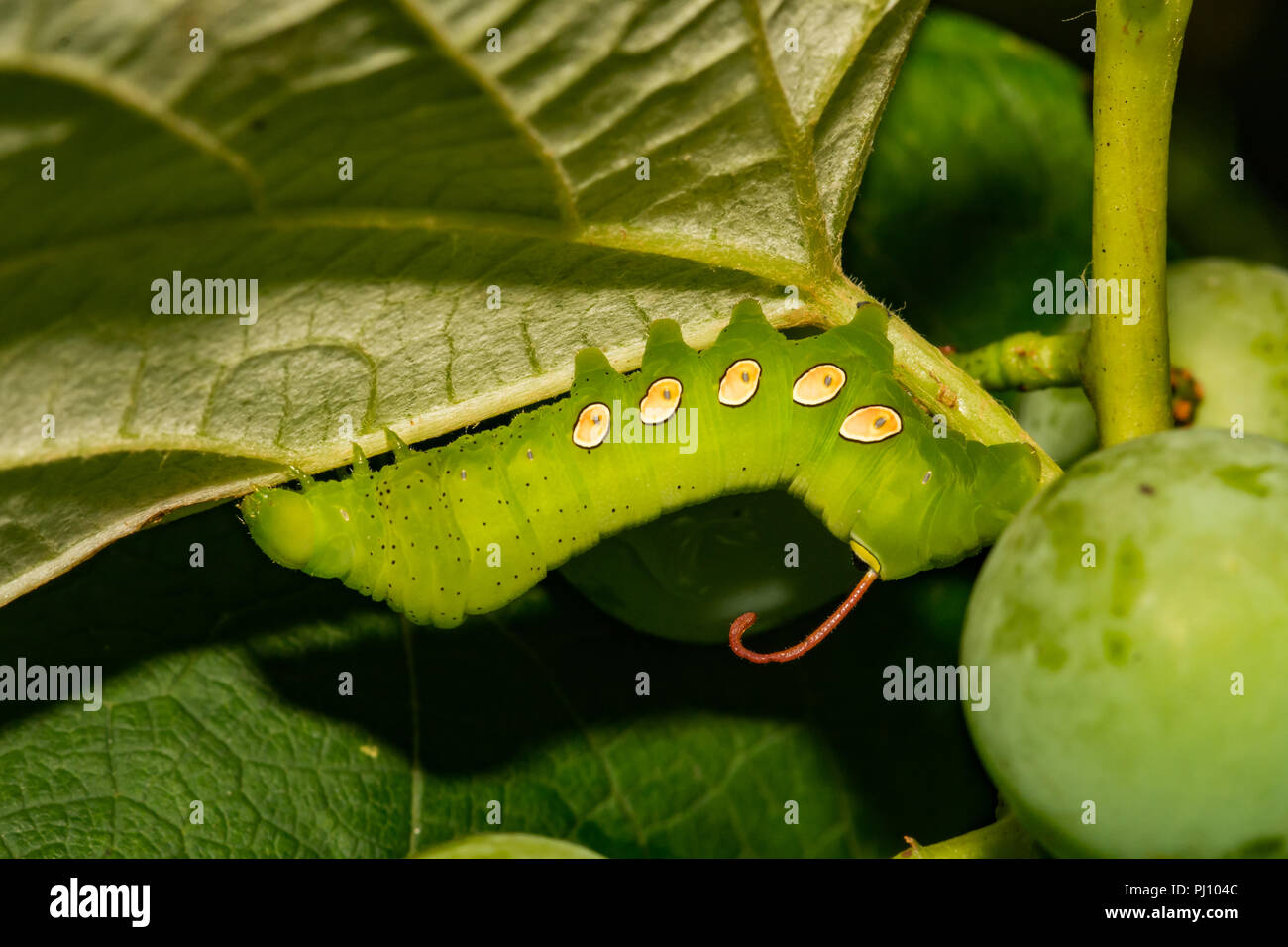 Pandora Sphinx Moth Caterpillar (Eumorpha pandorus Stock Photo - Alamy