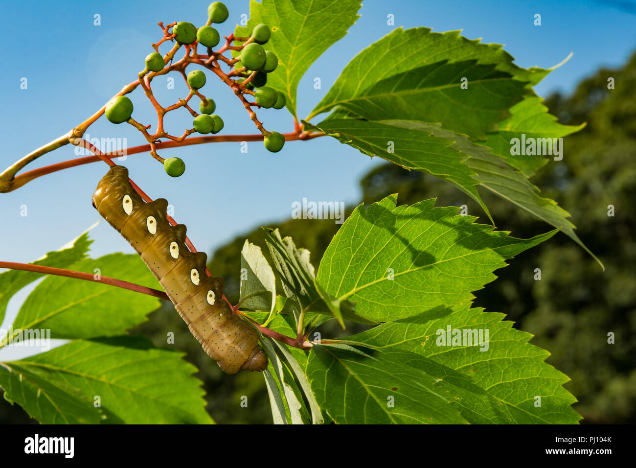 Pandora Sphinx Moth Caterpillar (Eumorpha pandorus Stock Photo - Alamy