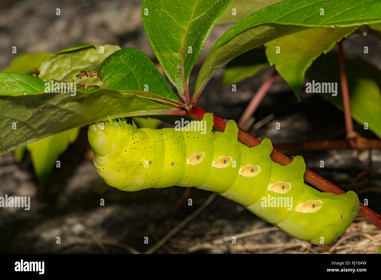 Pandora Sphinx Moth Caterpillar (Eumorpha pandorus Stock Photo - Alamy