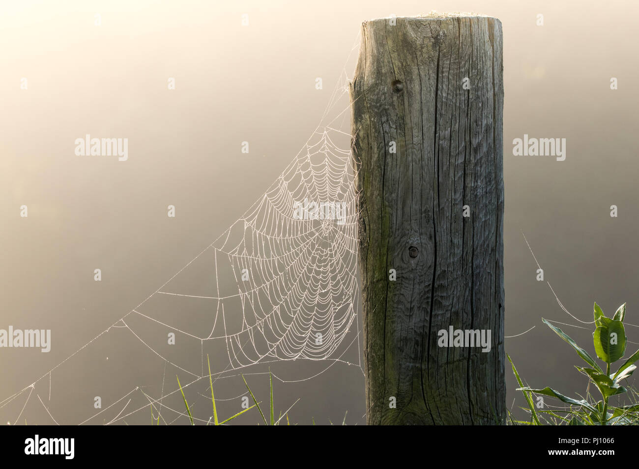 Wood spider hi-res stock photography and images - Alamy