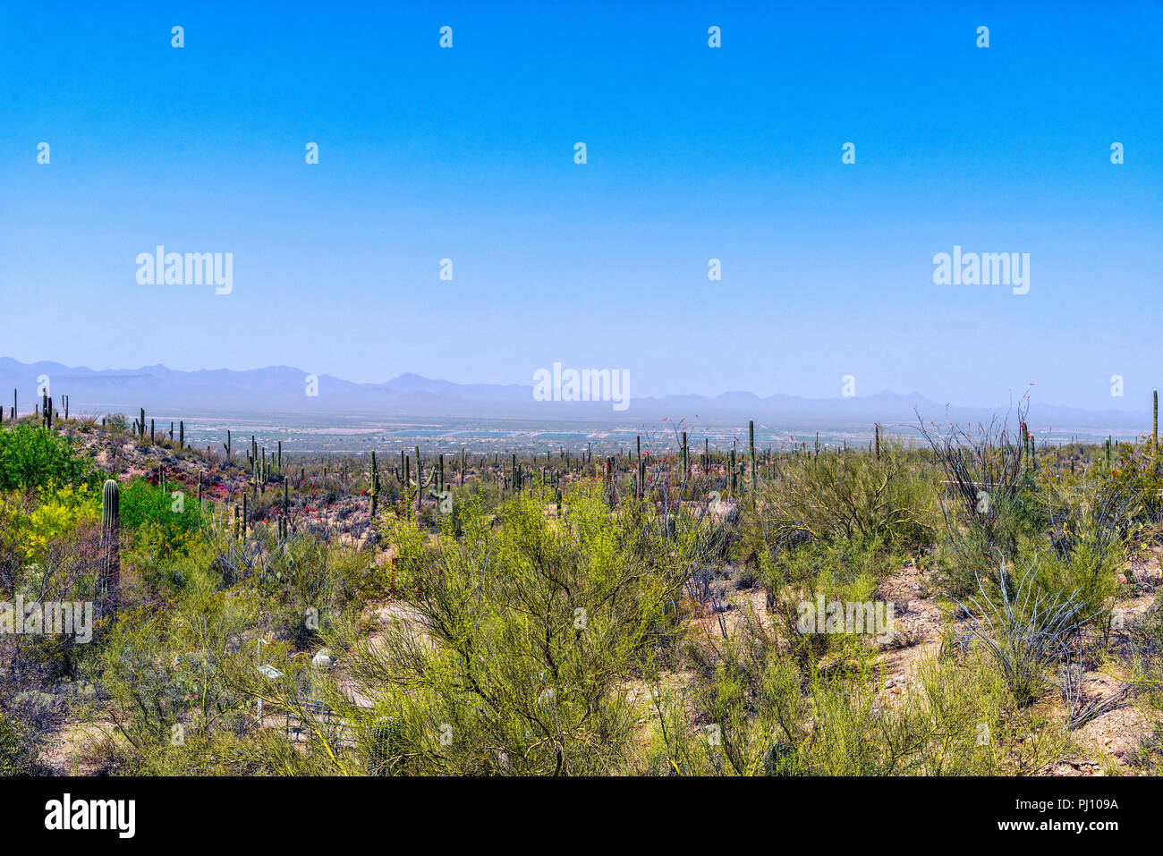 Arizona desert landscape under a blue sky Stock Photo - Alamy