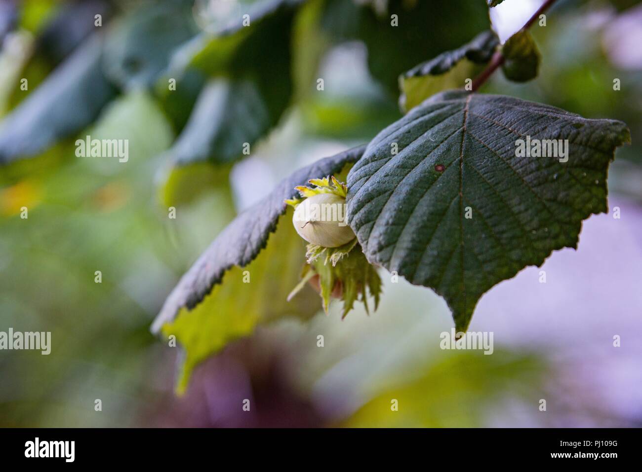 Hazel nuts on tree at the summer. Italian garden Stock Photo - Alamy