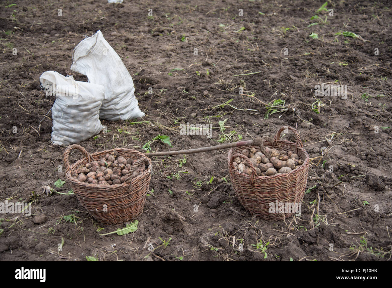 Potato picker hi-res stock photography and images - Alamy