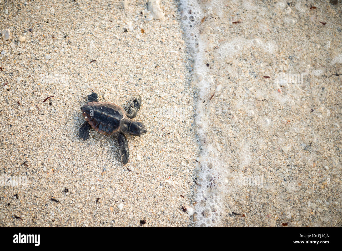 Beautiful freshly hatched baby turtle making its way from the nest ...