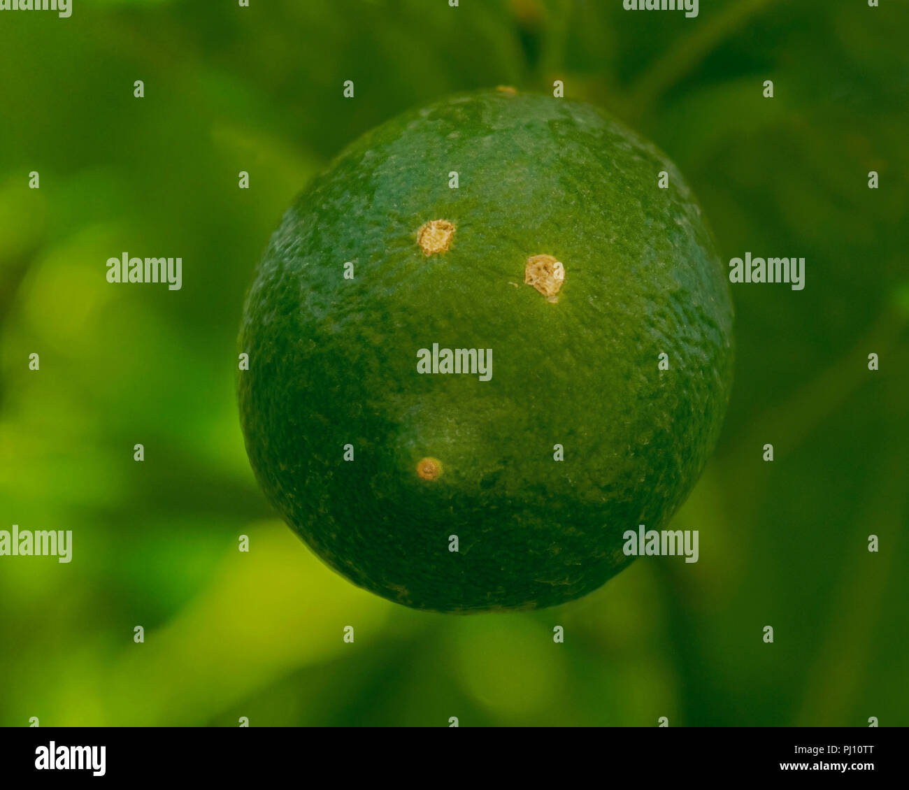 Citrus damage hi-res stock photography and images - Alamy