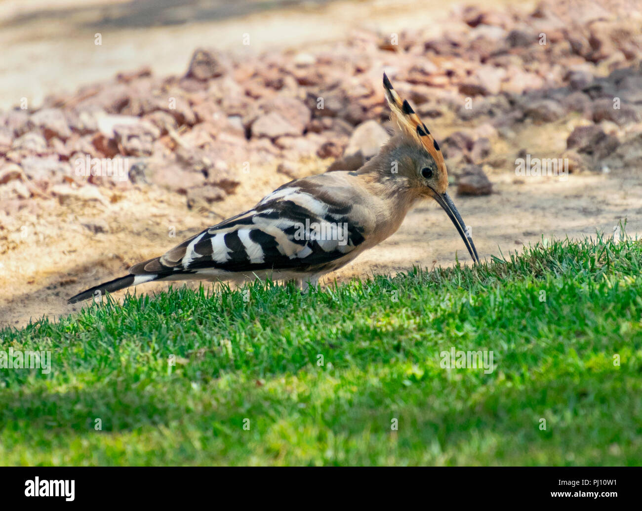 colorful duchifat hoopoe Upupa epops bird hunting and eating grubs and ...