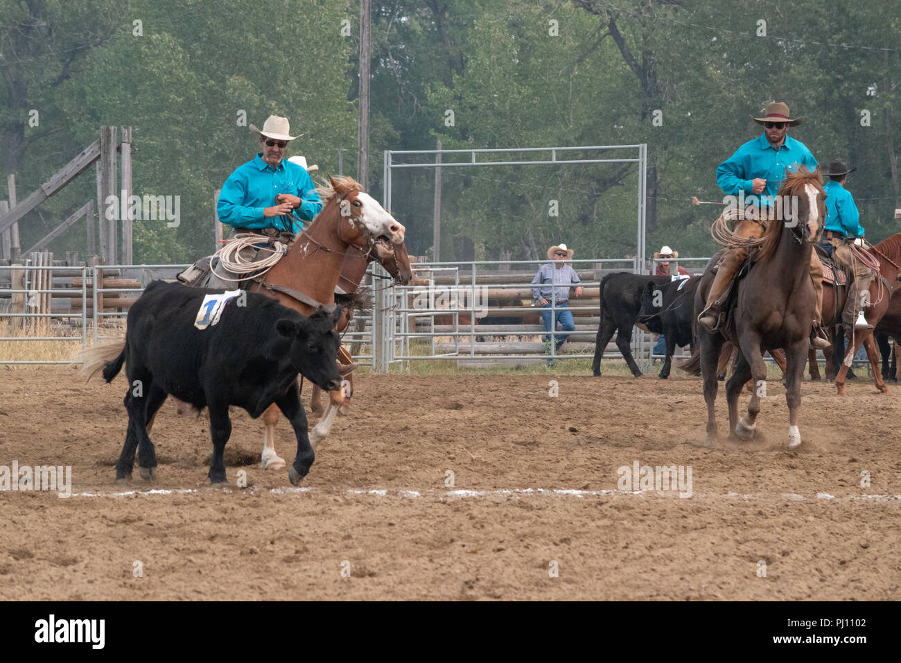 Cowboys compete in the calf doctoring competition at the annual ranch ...