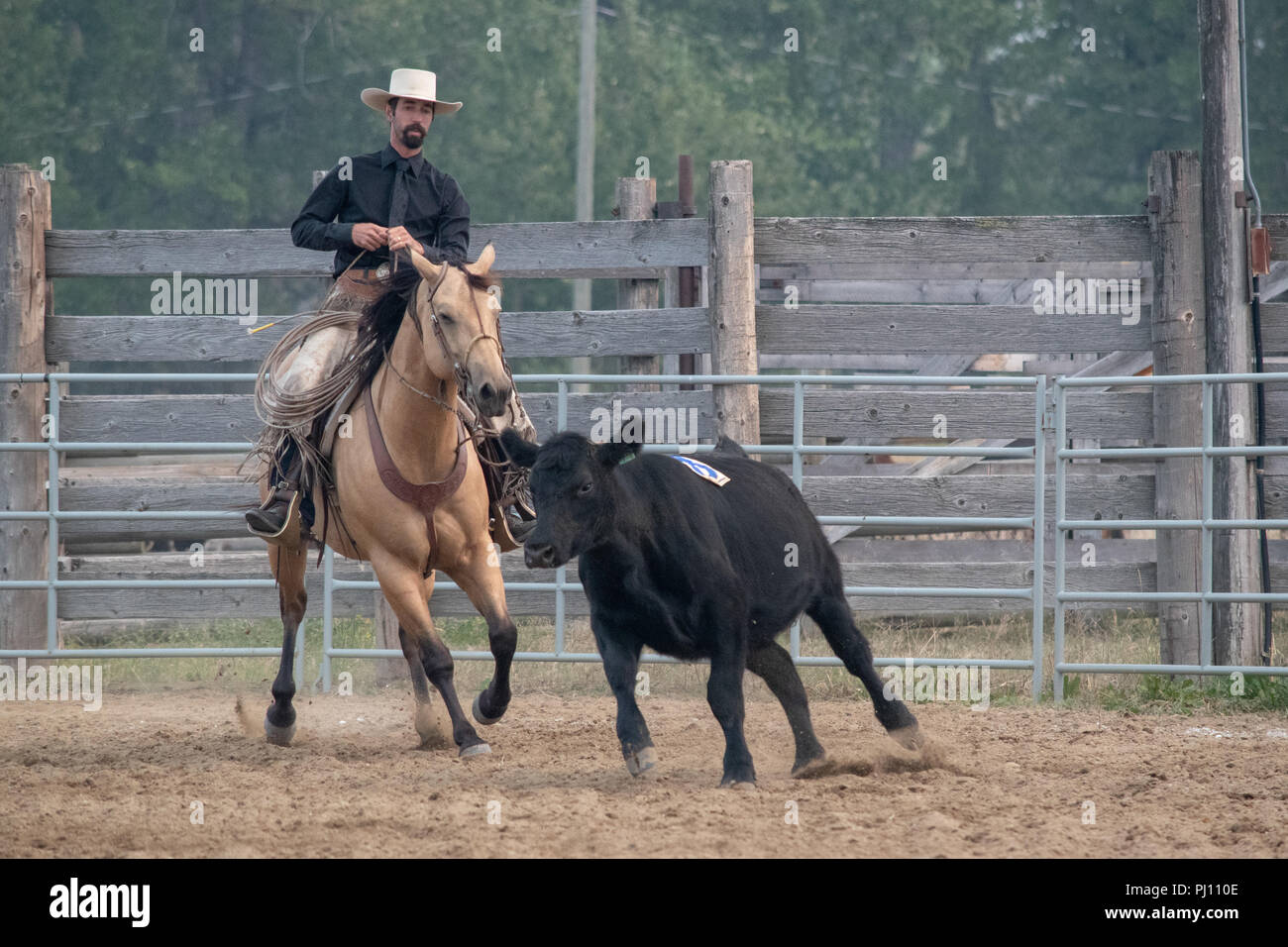 Cowboys compete in the calf doctoring competition at the annual ranch ...
