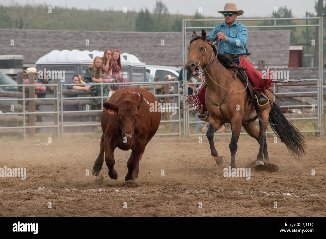 Cowboys compete in the calf doctoring competition at the annual ranch ...