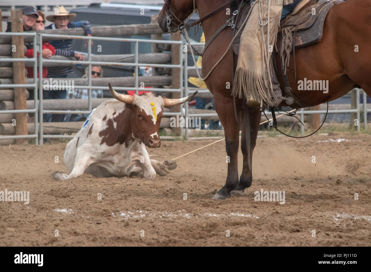Cowboys compete in the calf doctoring competition at the annual ranch ...
