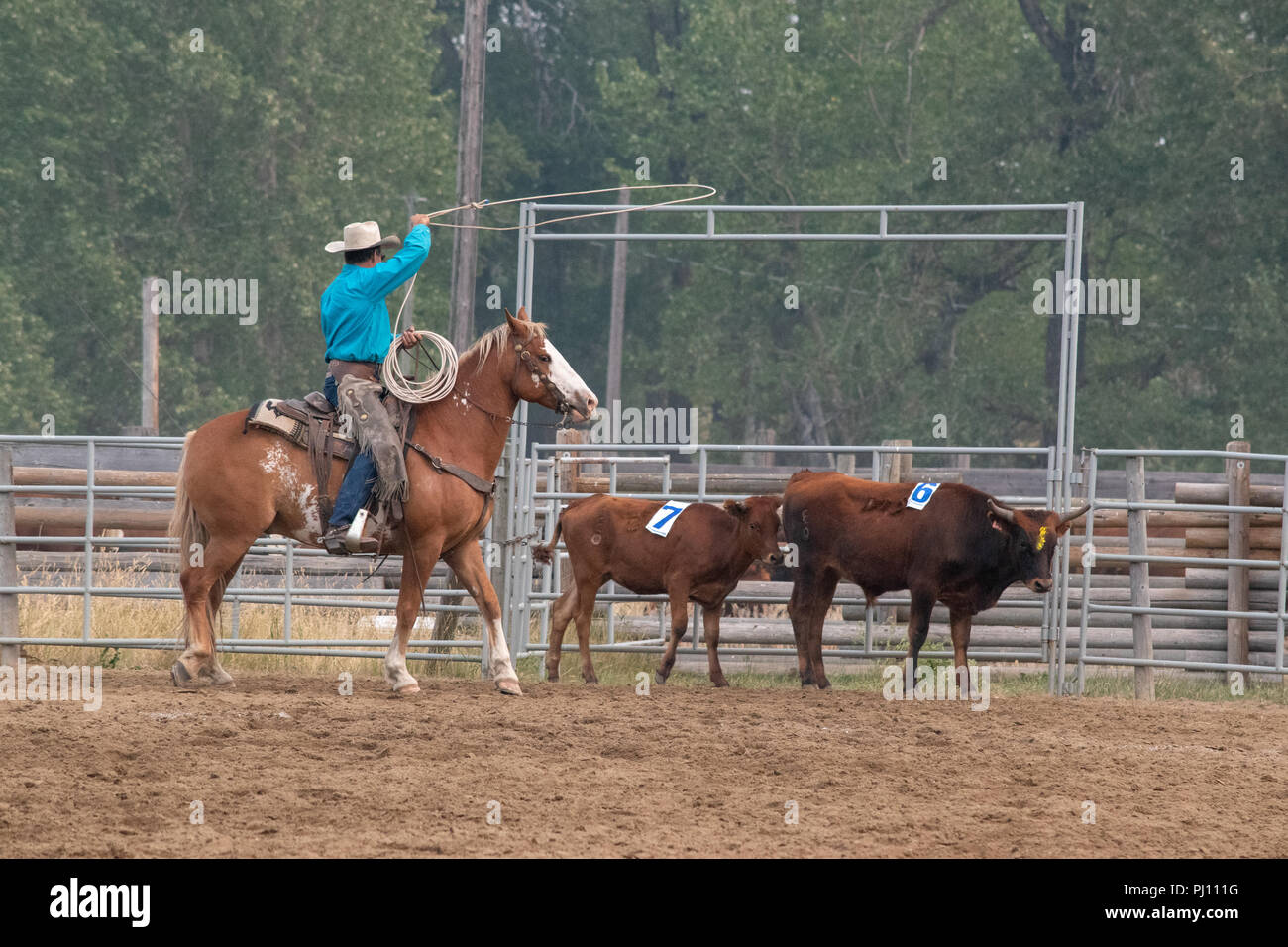 Cowboys compete in the calf doctoring competition at the annual ranch ...
