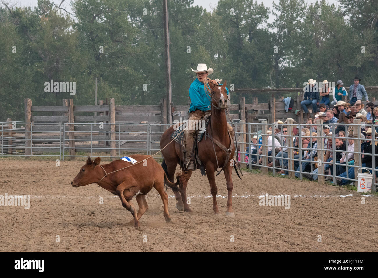 Cowboys compete in the calf doctoring competition at the annual ranch ...