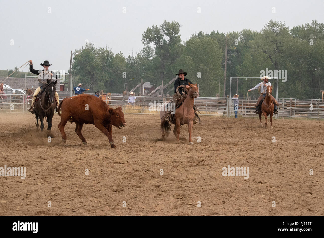 Ranch Hands compete in the Wild Cow Milking Competition in the annual ...