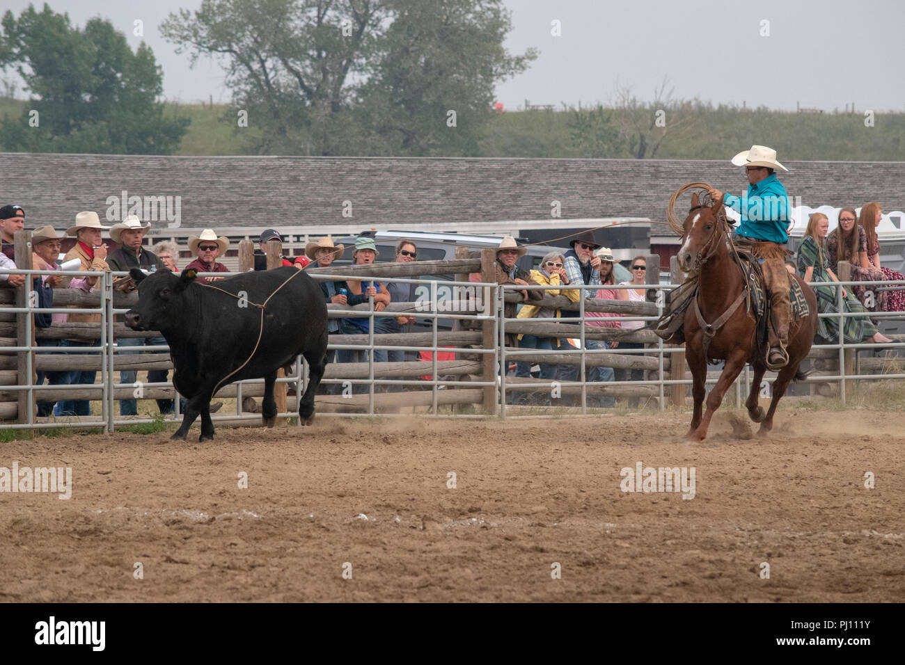 Milking horses hi-res stock photography and images - Alamy