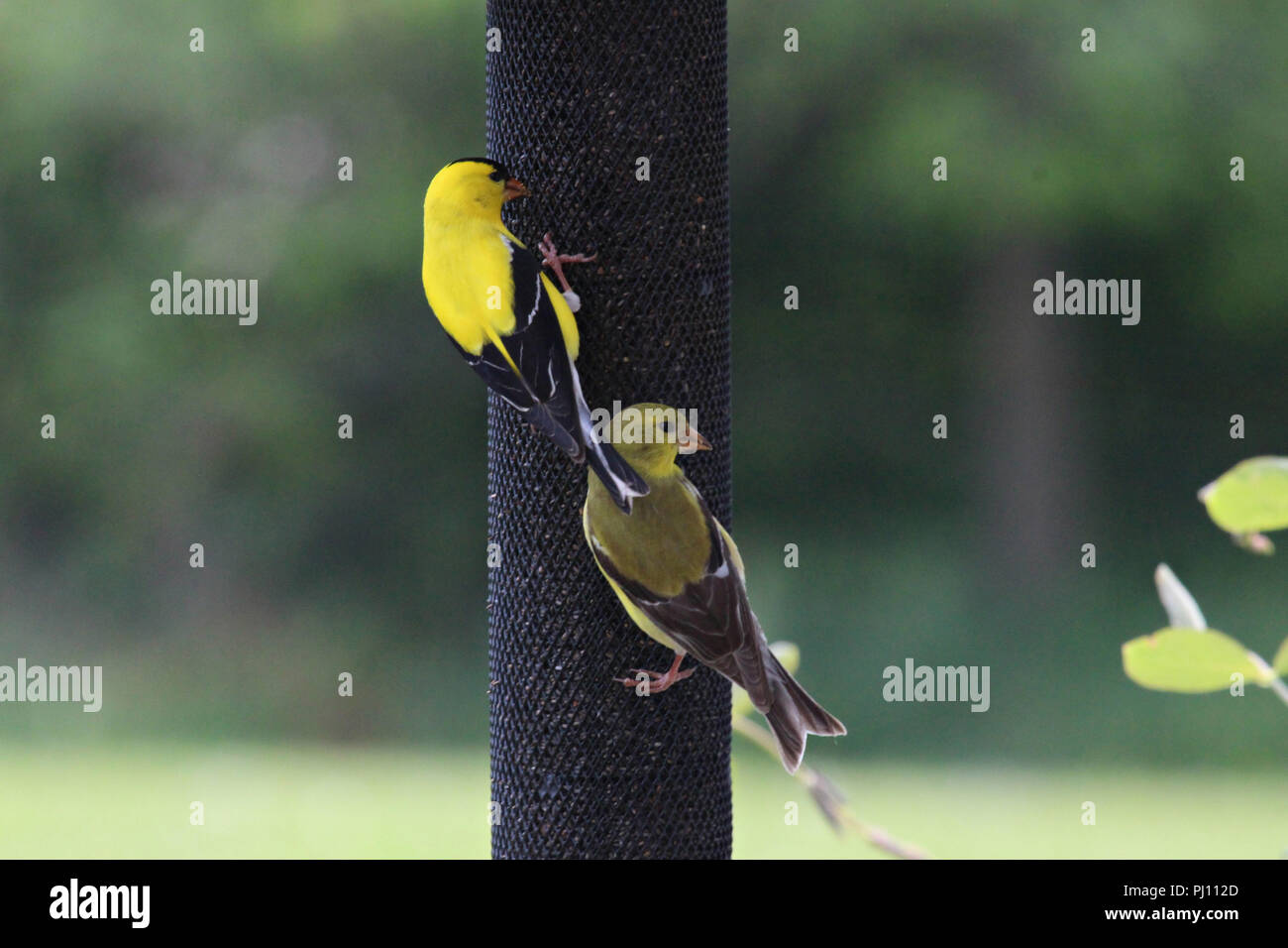 Male and female American Goldfinches eating Nyjer (thistle) seed at a ...