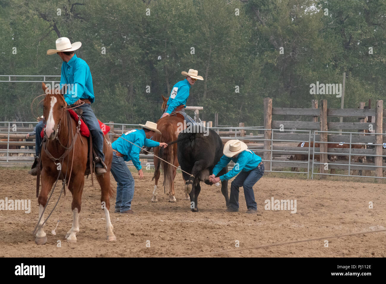 Ranch Hands compete in the Wild Cow Milking Competition in the annual ...