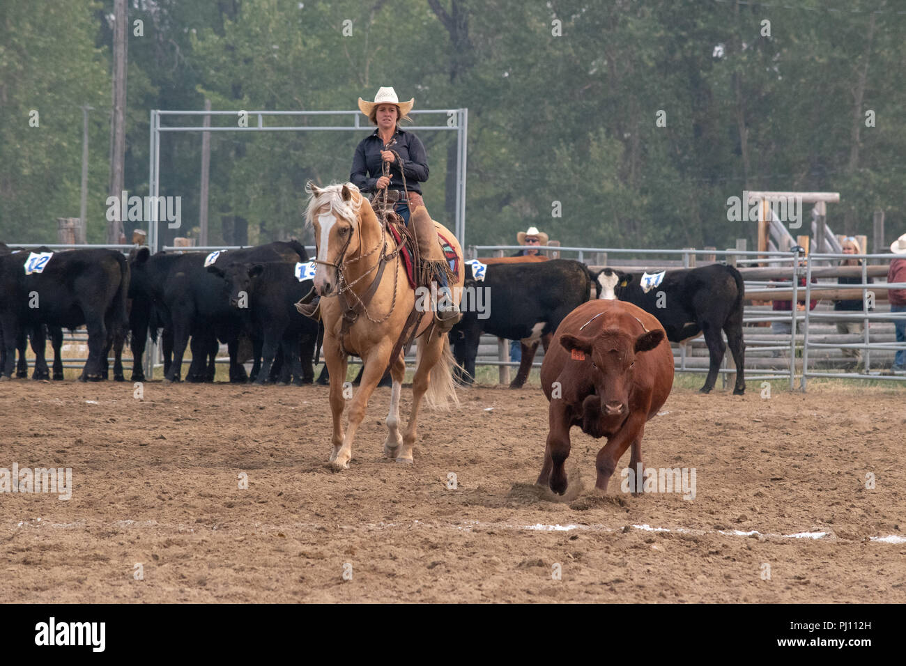 A Cowgirl drives her cow across the corral during the sorting ...