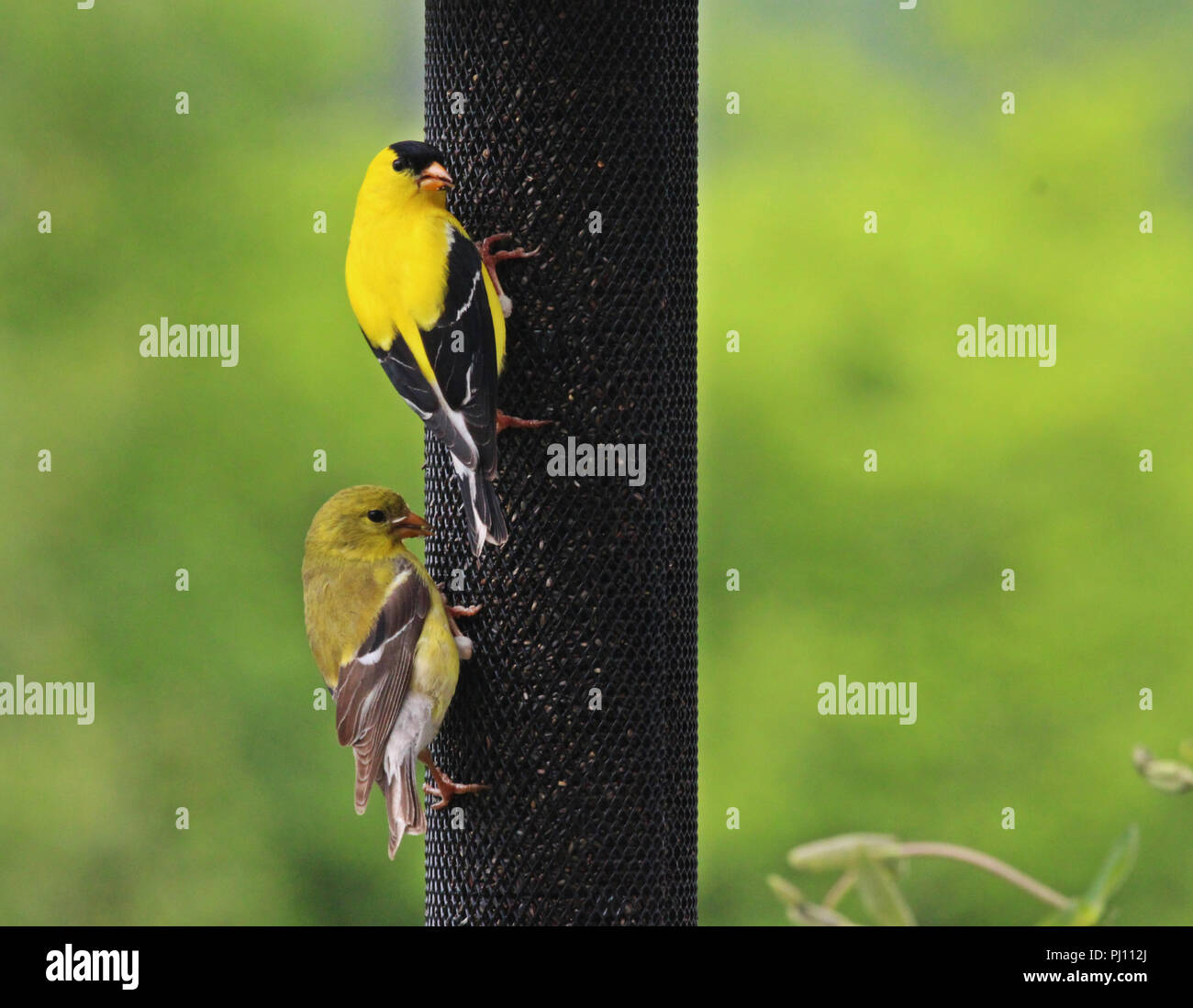 Male and female American Goldfinches eating Nyjer (thistle) seed out of ...