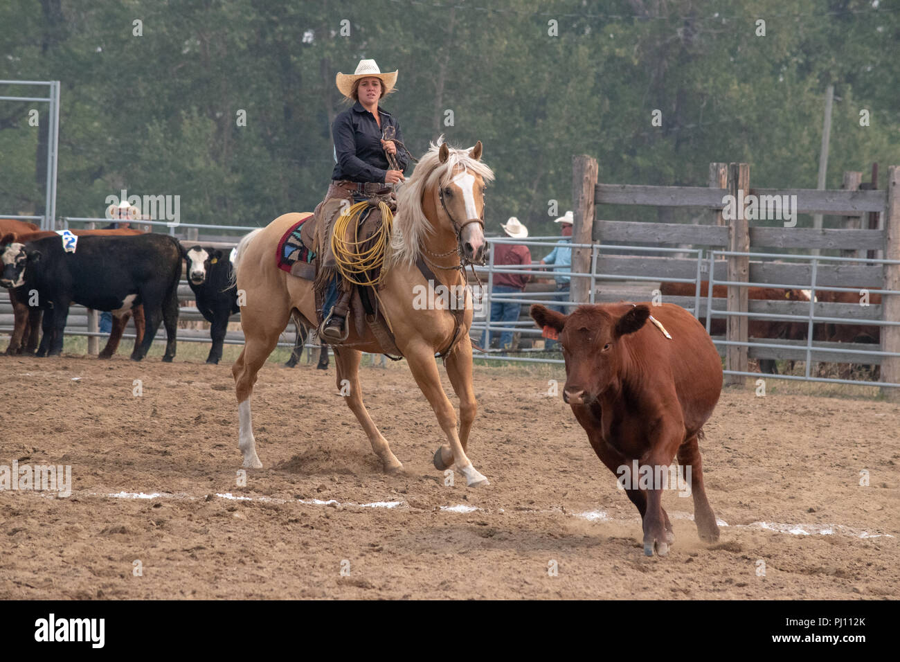Sorting cattle hi-res stock photography and images - Alamy