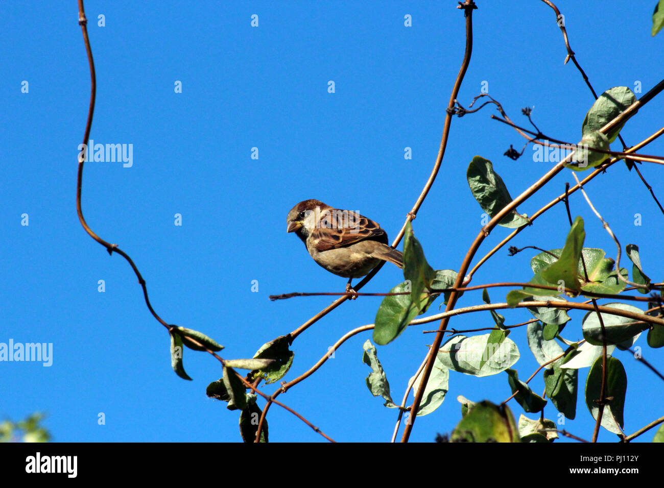 Close up of a male House Sparrow sitting on a honeysuckle vine in the ...