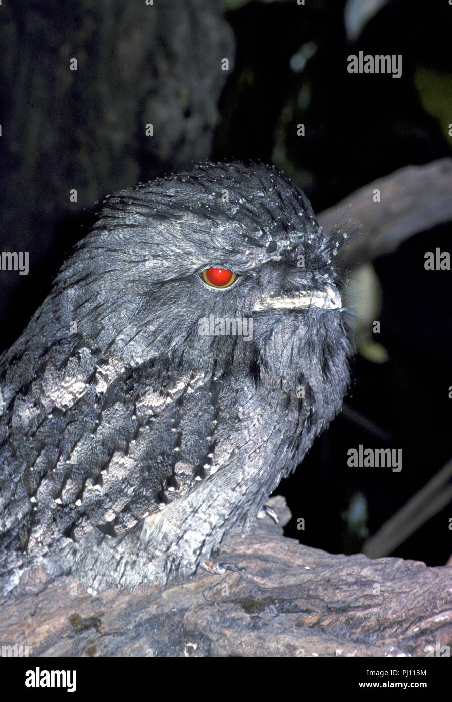NOT 328449 Tawny Frogmouth Podargus strigoides Australian Stock Photo ...