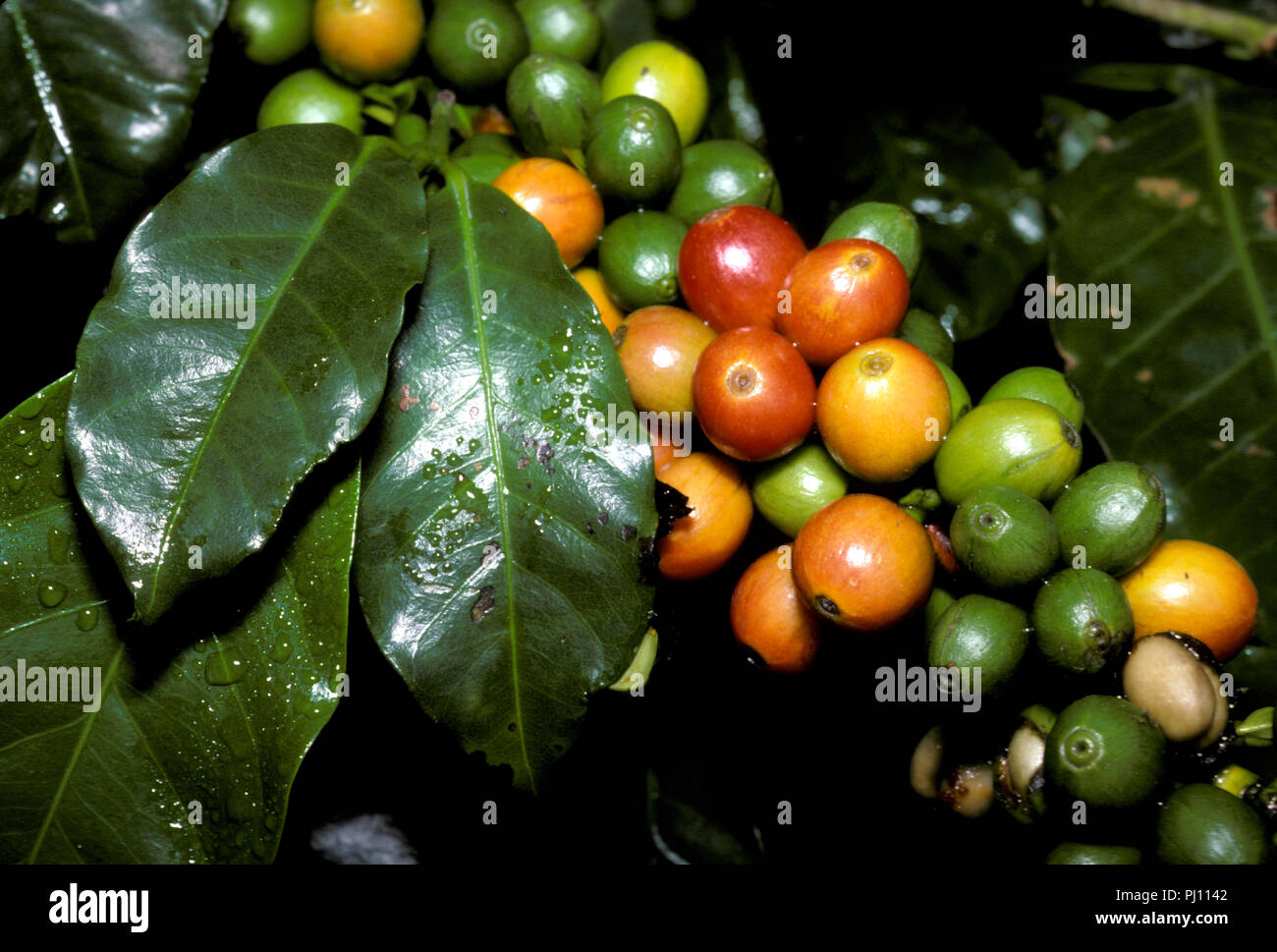 NOT F04947 ARABICA COFFEE BEANS Coffea arabica - Arabica Coffee San ...