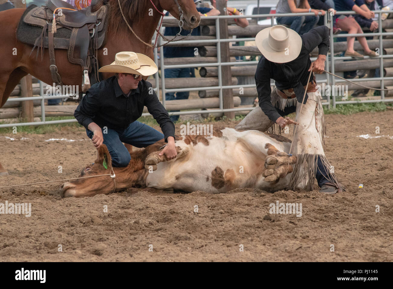 Cowboys compete in the calf doctoring competition at the annual ranch ...