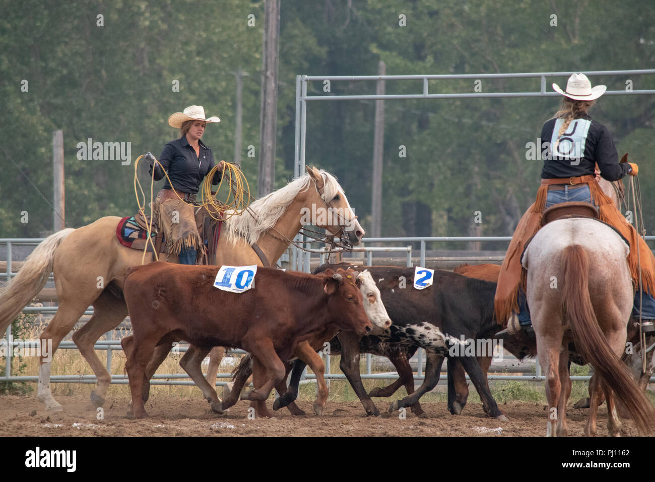 Cowboys compete in the calf doctoring competition at the annual ranch ...