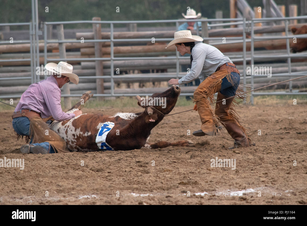 Cowboys compete in the calf doctoring competition at the annual ranch ...