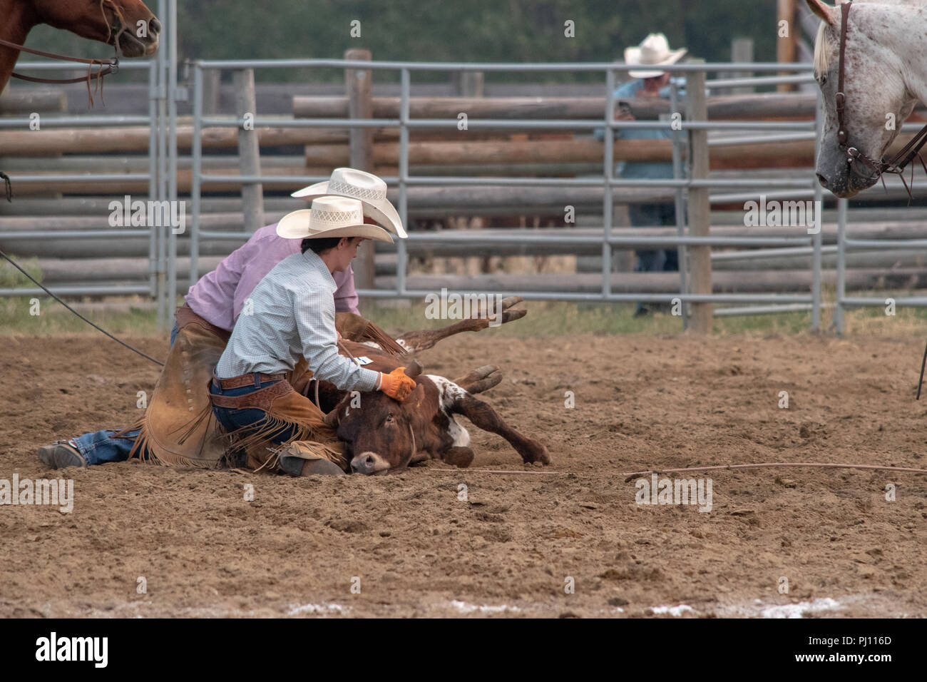 Cowboys compete in the calf doctoring competition at the annual ranch ...