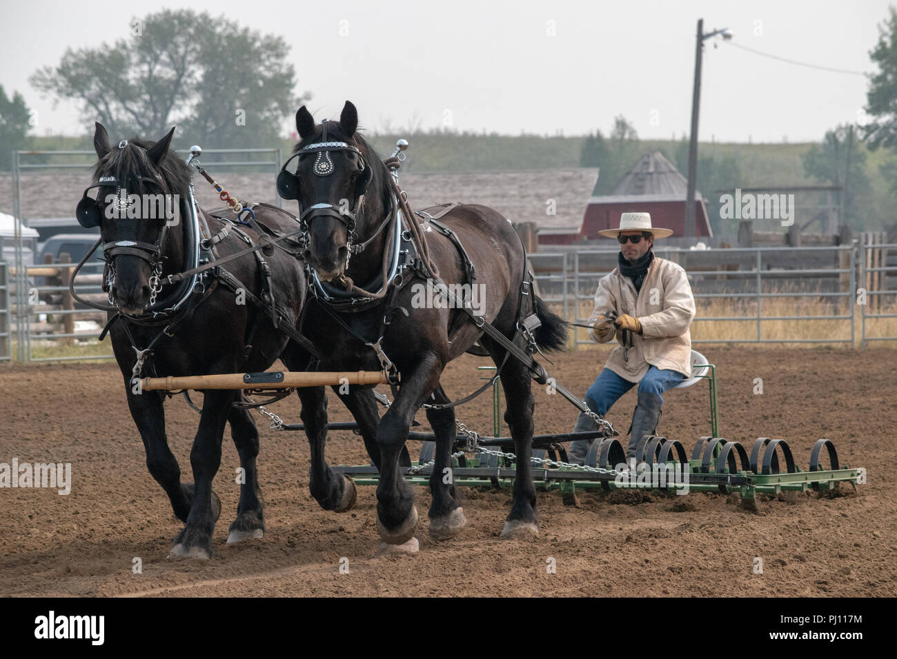 A team of black Percherons rake the corral at the Bar U Ranch, National ...