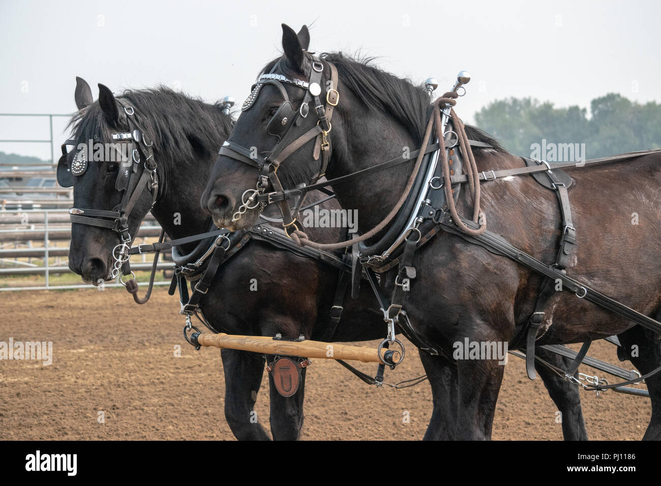 A team of black Percherons rake the corral at the Bar U Ranch, National Historic Site of Canada ...
