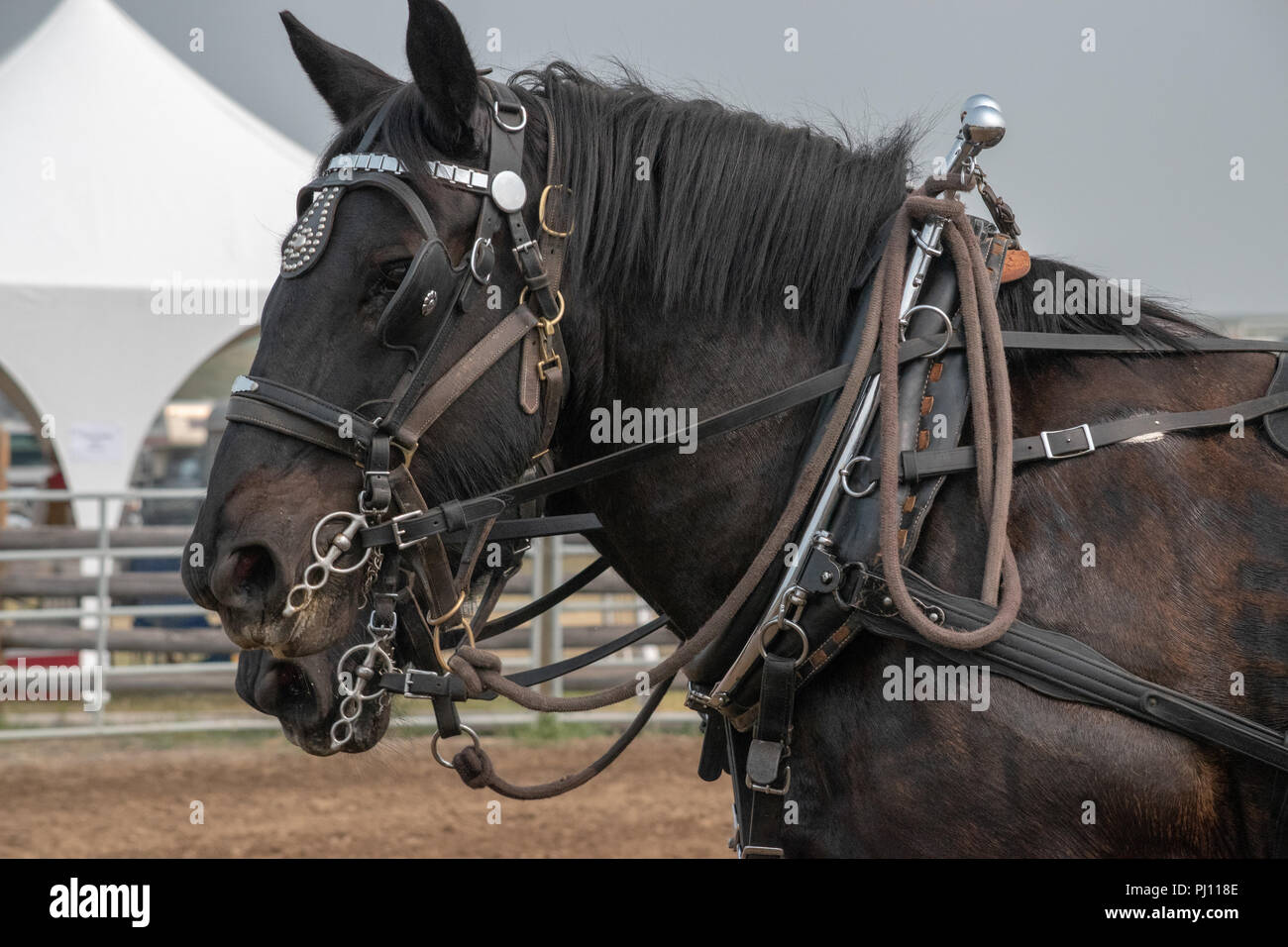 A team of black Percherons rake the corral at the Bar U Ranch, National ...