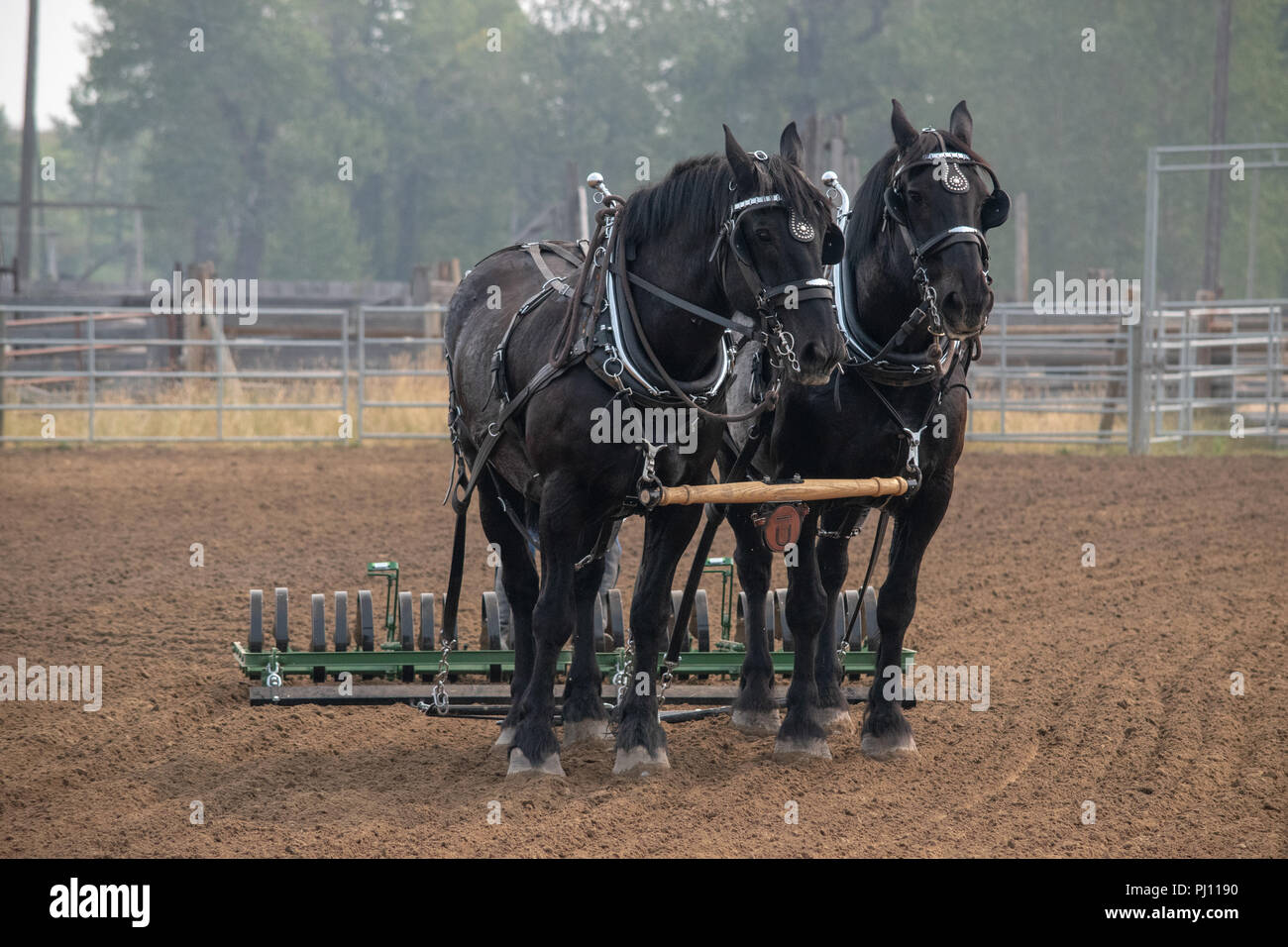 A team of black Percherons rake the corral at the Bar U Ranch, National ...