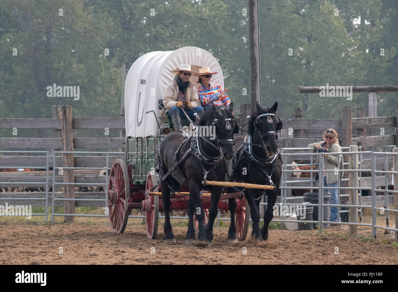 Team of black Percherons with covered wagon circle the corral at Bar U ...