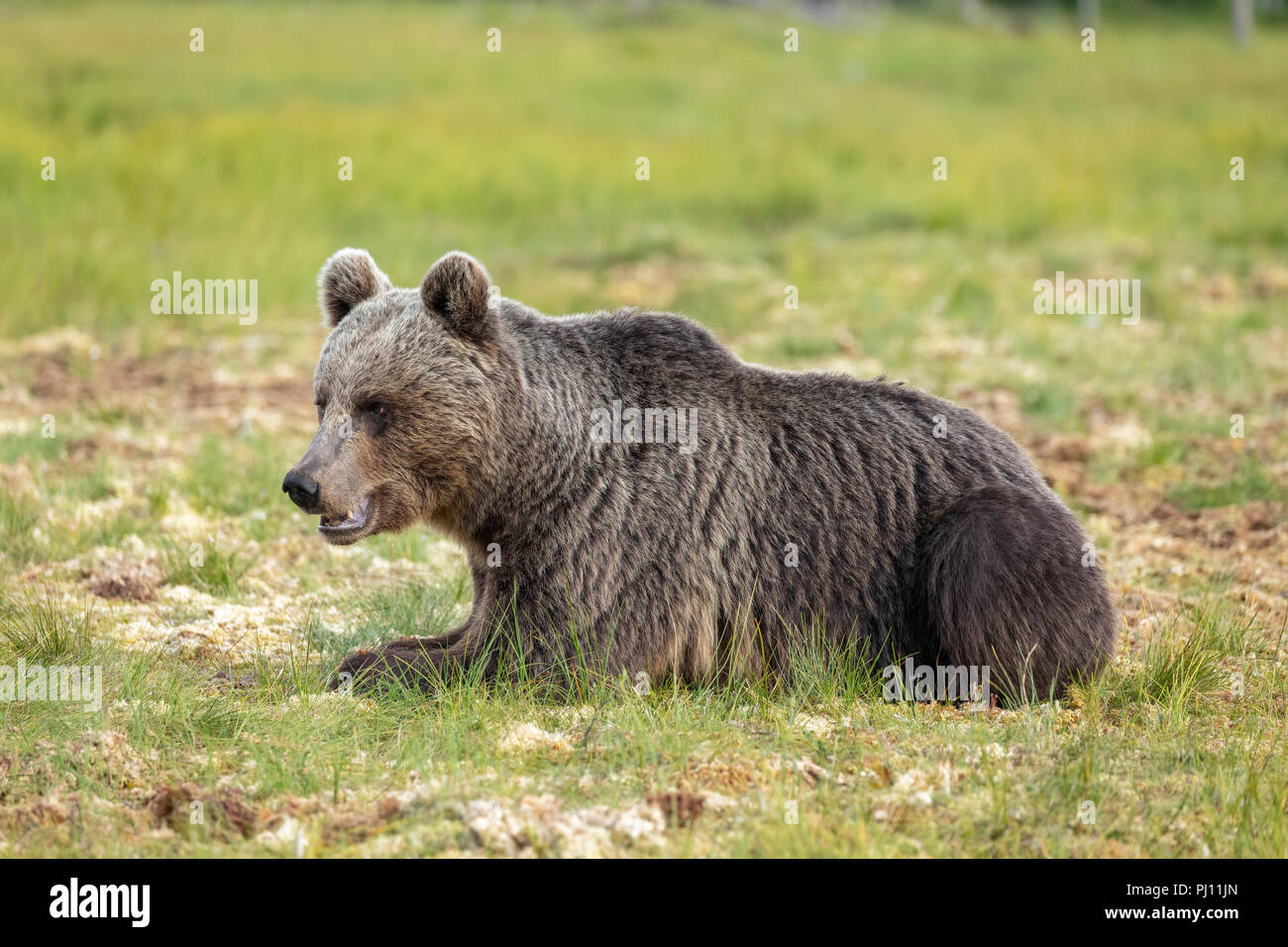 Wild Brown Bear Stock Photo - Alamy