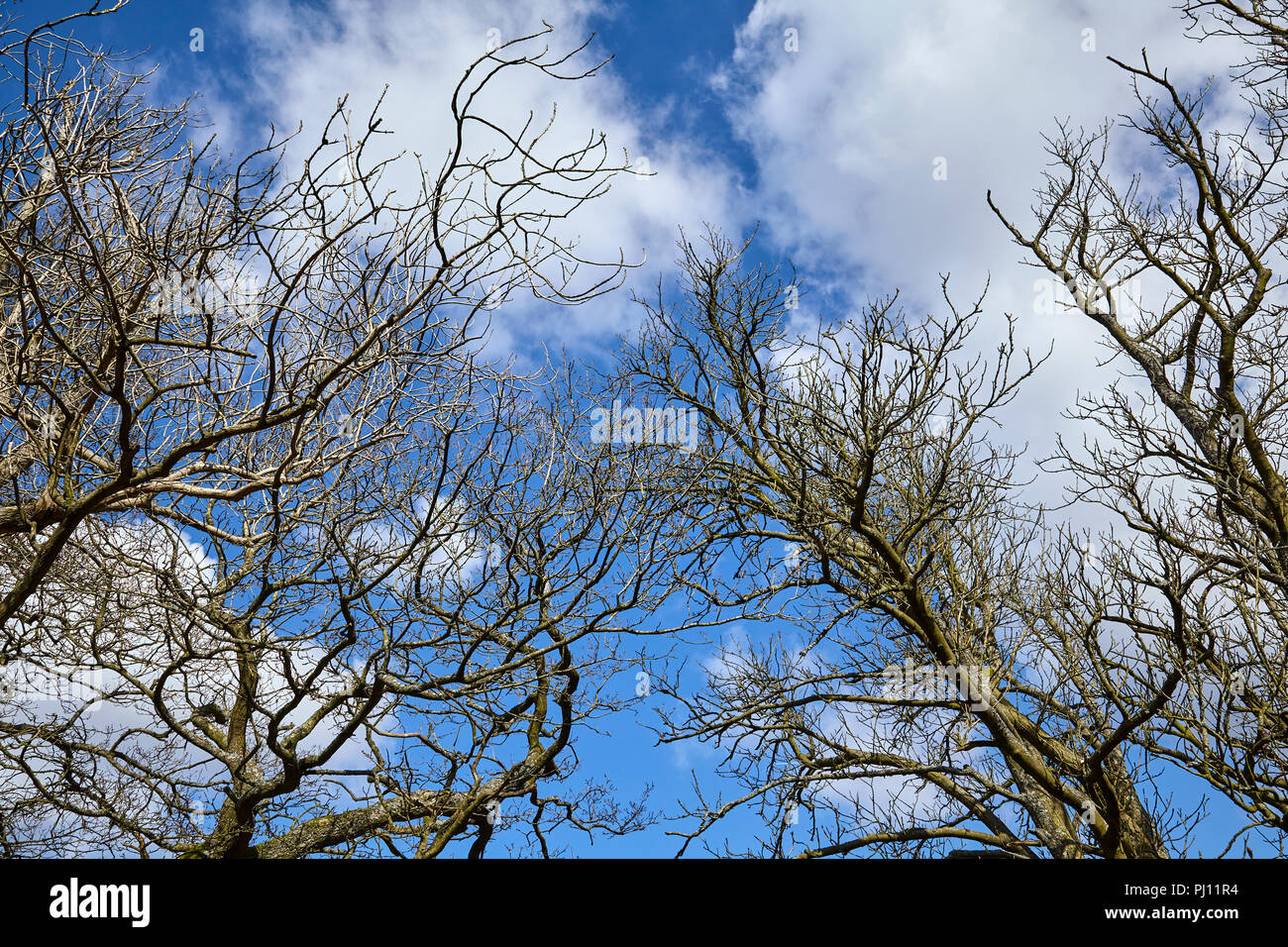 Winter trees in the English countryside Stock Photo - Alamy
