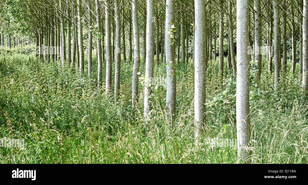 Plantation of young trees in the English countryside Stock Photo - Alamy
