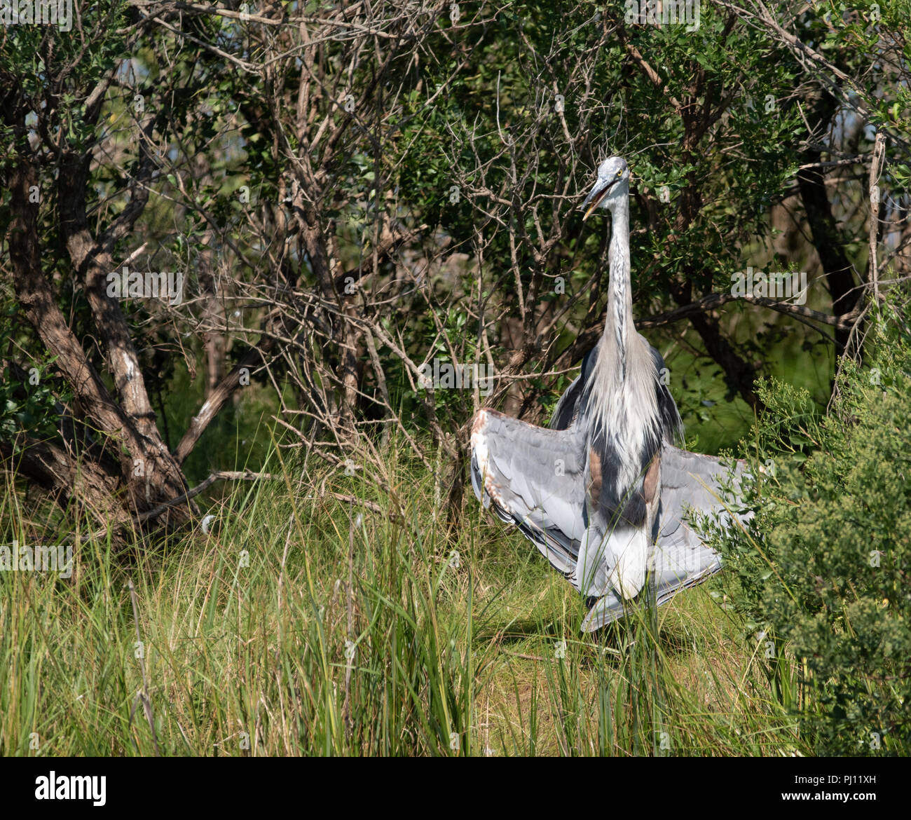 Flasher exposing hi-res stock photography and images - Alamy