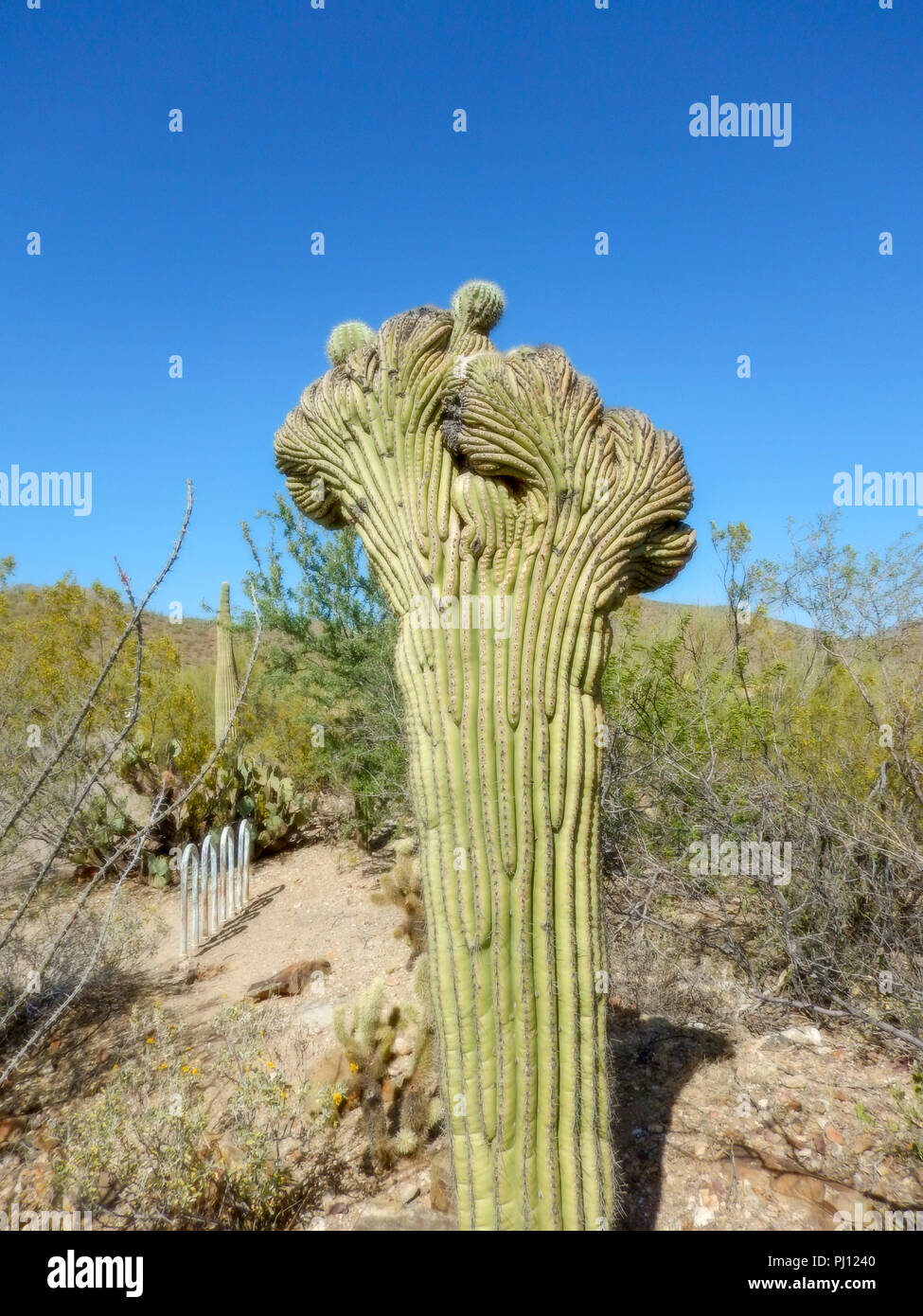 Crested cactus hi-res stock photography and images - Alamy